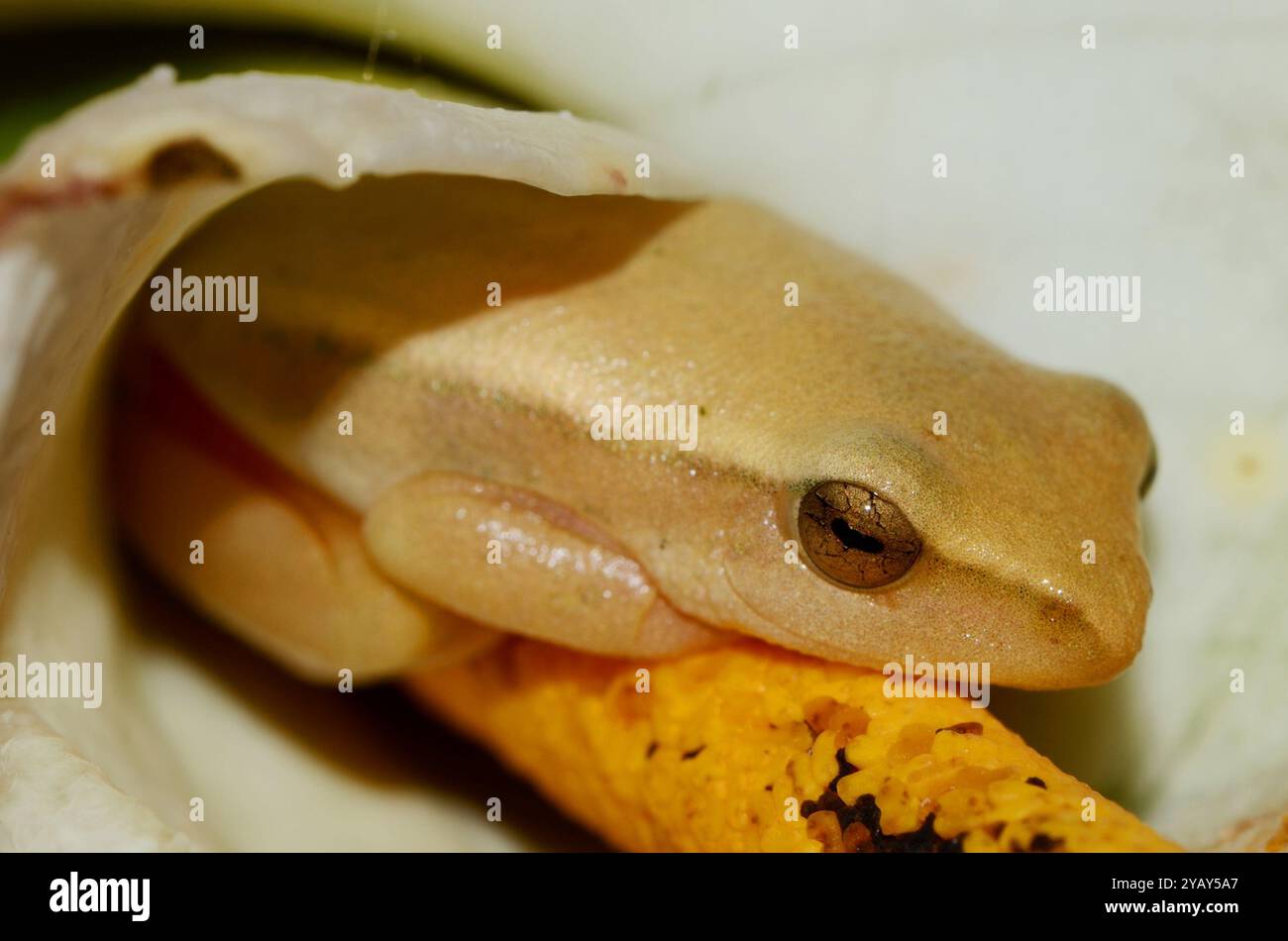 Arumlily Reed Frog (Hyperolius horstockii) Amphibia Stock Photo - Alamy