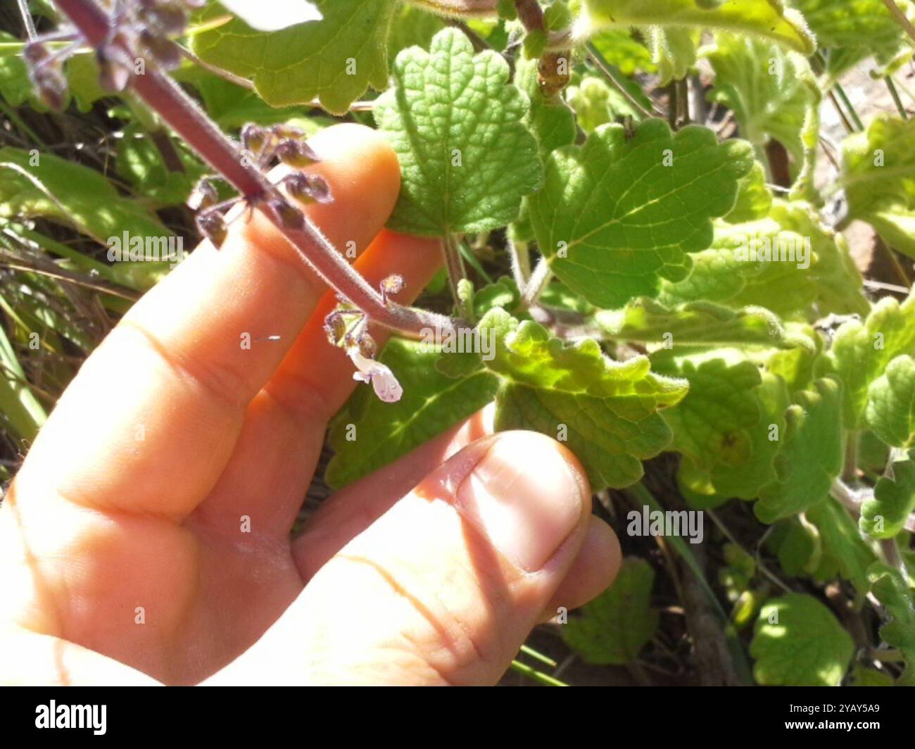 Vicks Plant (Coleus hadiensis) Plantae Stock Photo - Alamy