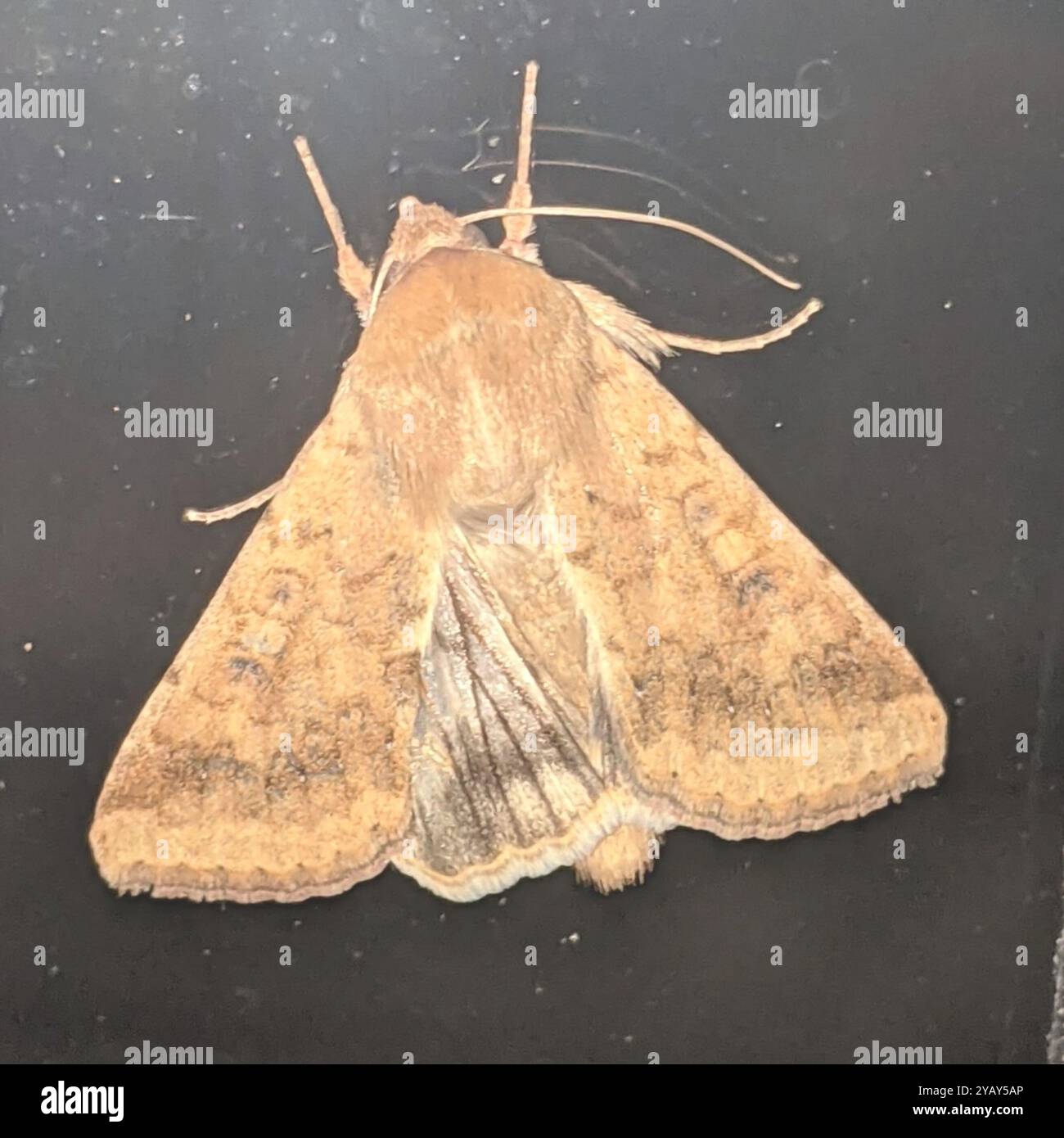 Corn Earworm Moth (Helicoverpa zea) Insecta Stock Photo - Alamy