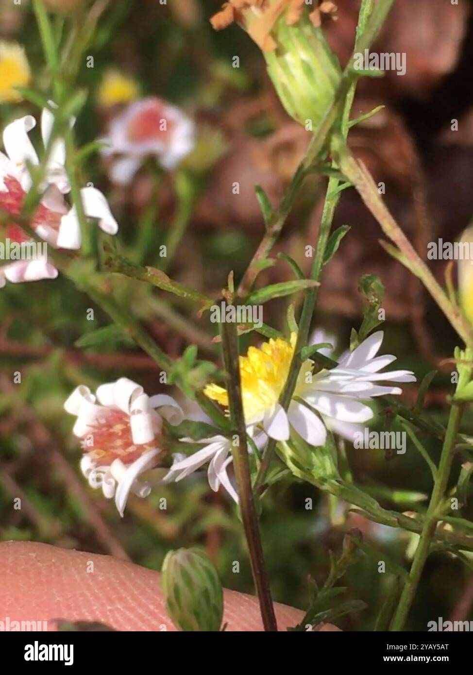 Small White Aster (Symphyotrichum racemosum) Plantae Stock Photo - Alamy