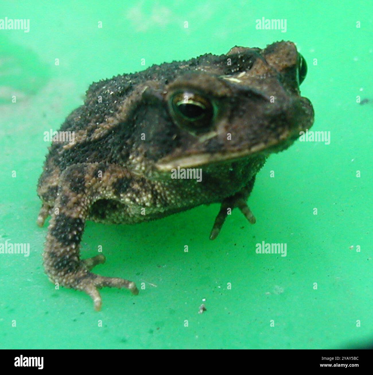 Gulf Coast Toad (Incilius nebulifer) Amphibia Stock Photo - Alamy
