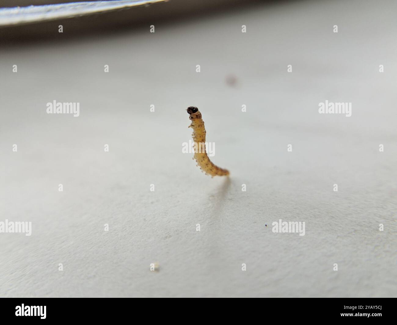 Butterflies and Moths (Lepidoptera) Insecta Stock Photo - Alamy