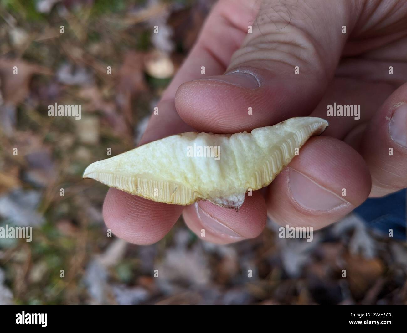 Slippery Jacks (Suillus) Fungi Stock Photo - Alamy
