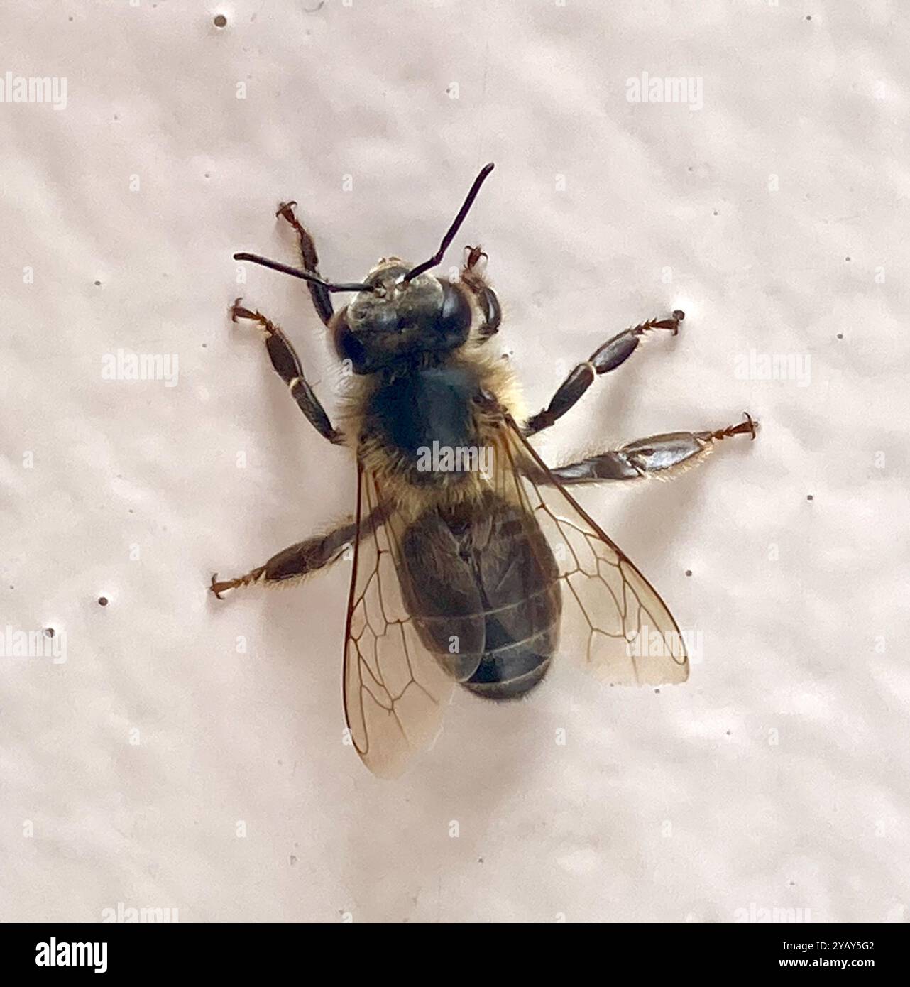 Western Honey Bee (Apis mellifera) Insecta Stock Photo - Alamy