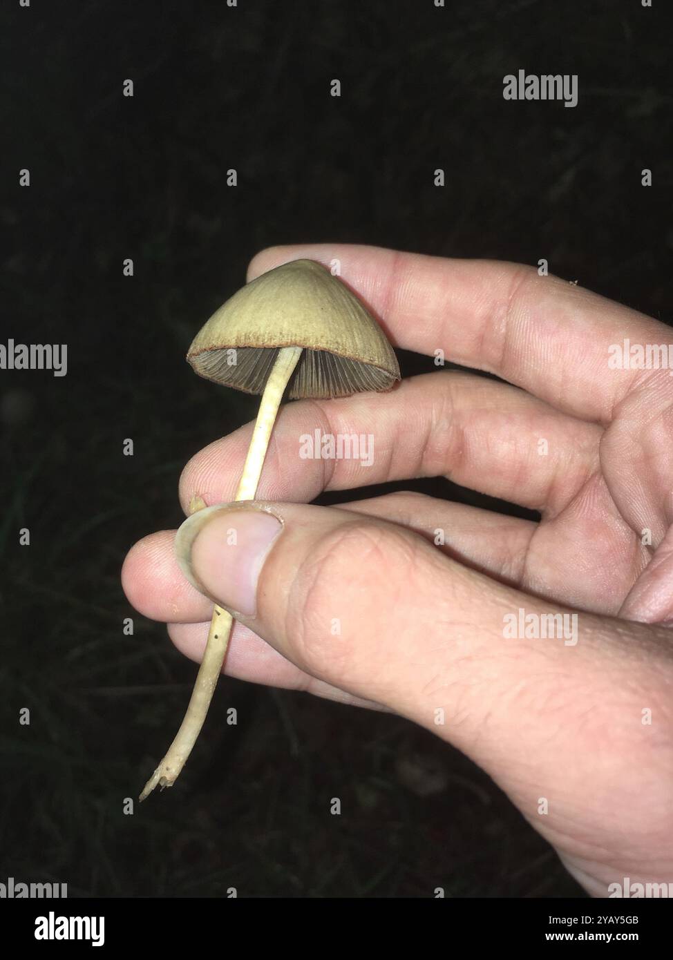 Tall Psathyrella (Psathyrella longipes) Fungi Stock Photo - Alamy