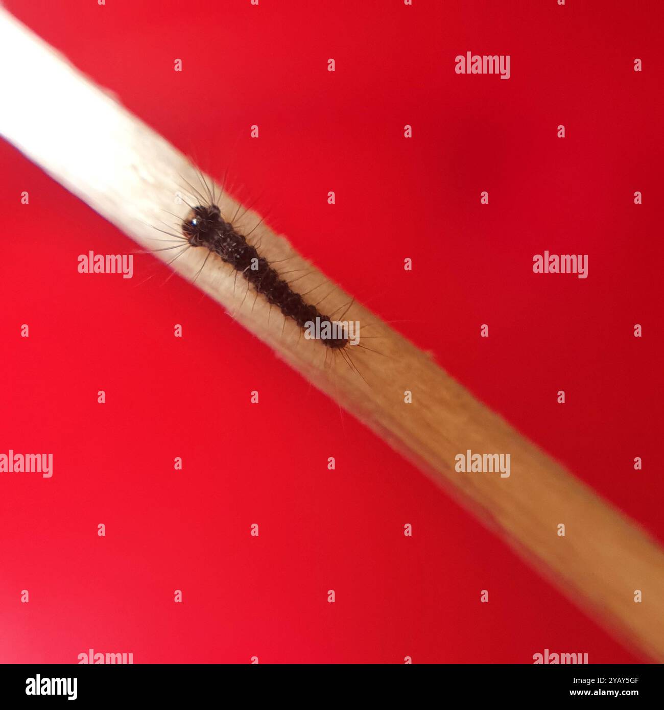 Common Anthelid Moth (Anthela acuta) Insecta Stock Photo - Alamy