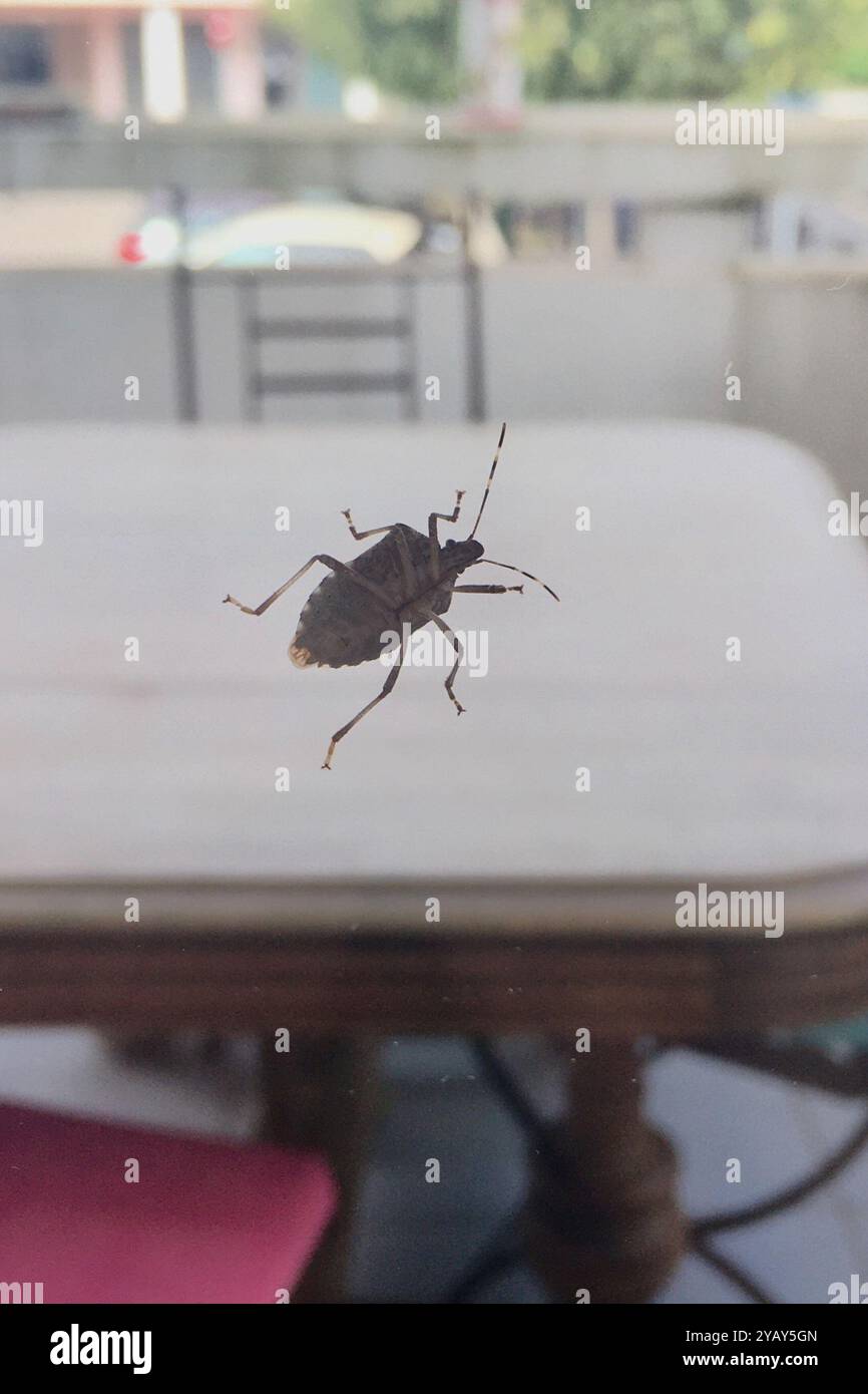 Brown Marmorated Stink Bug (Halyomorpha halys) Insecta Stock Photo - Alamy