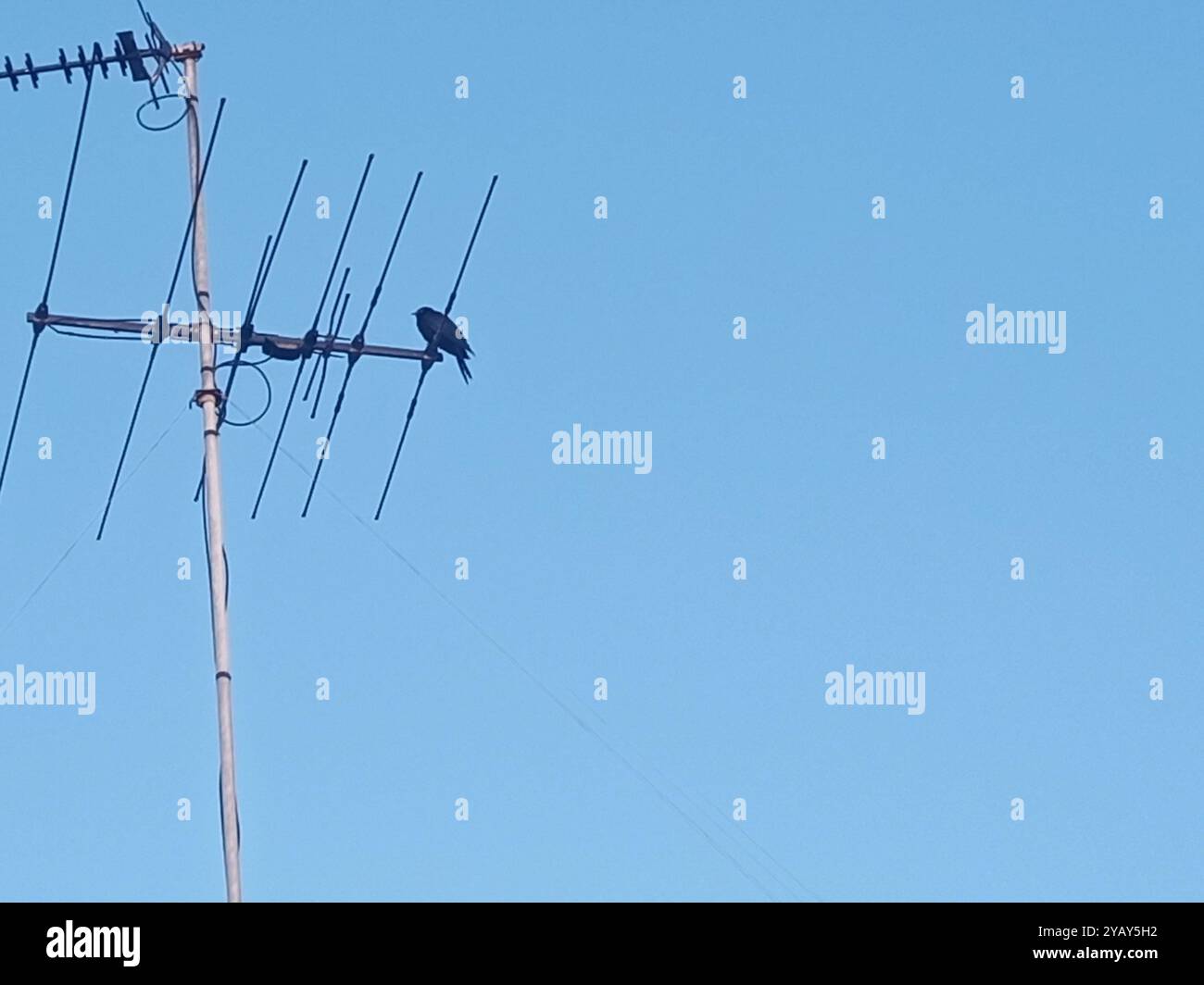 Eastern Australian Koel (Eudynamys orientalis cyanocephalus) Aves Stock ...
