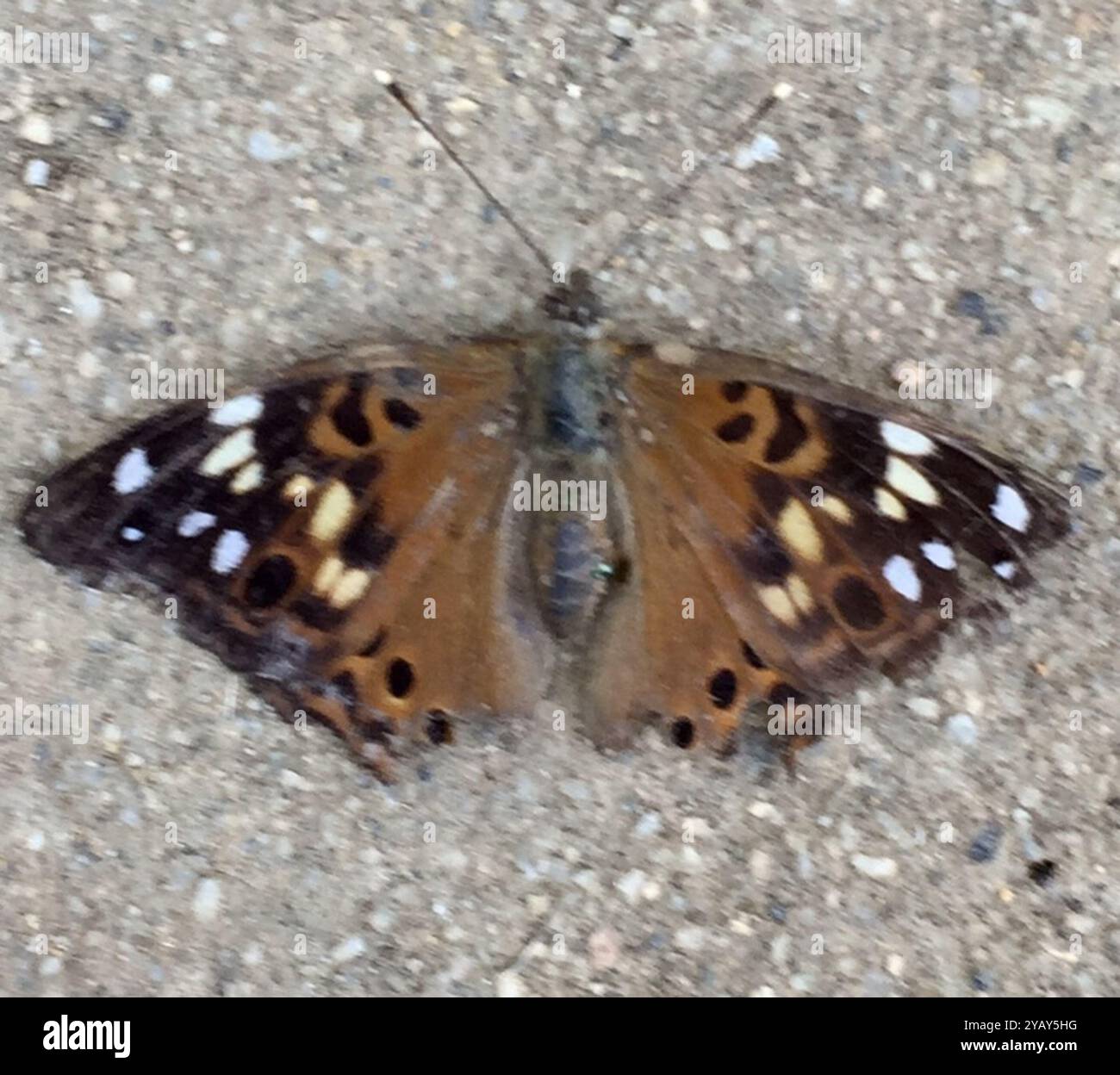Hackberry Emperor (Asterocampa celtis) Insecta Stock Photo - Alamy