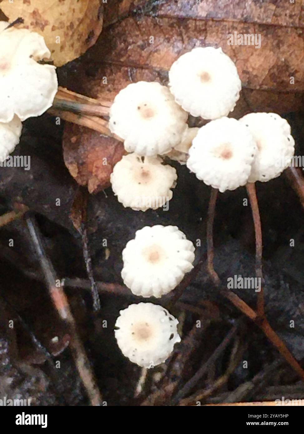 collared parachute (Marasmius rotula) Fungi Stock Photo - Alamy