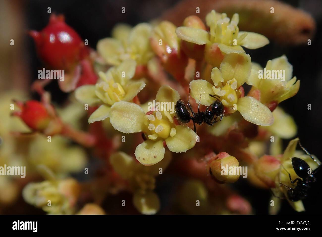wild grape (Lannea edulis) Plantae Stock Photo - Alamy