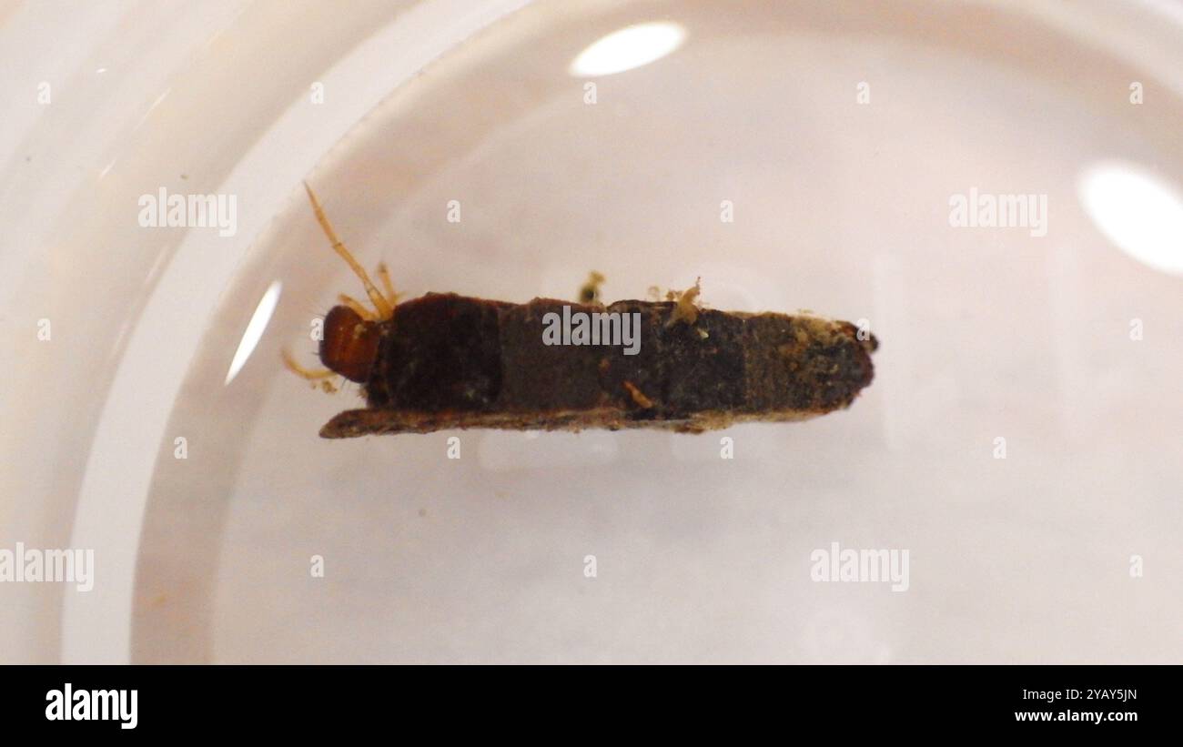 Bizarre Caddisflies (Lepidostomatidae) Insecta Stock Photo - Alamy