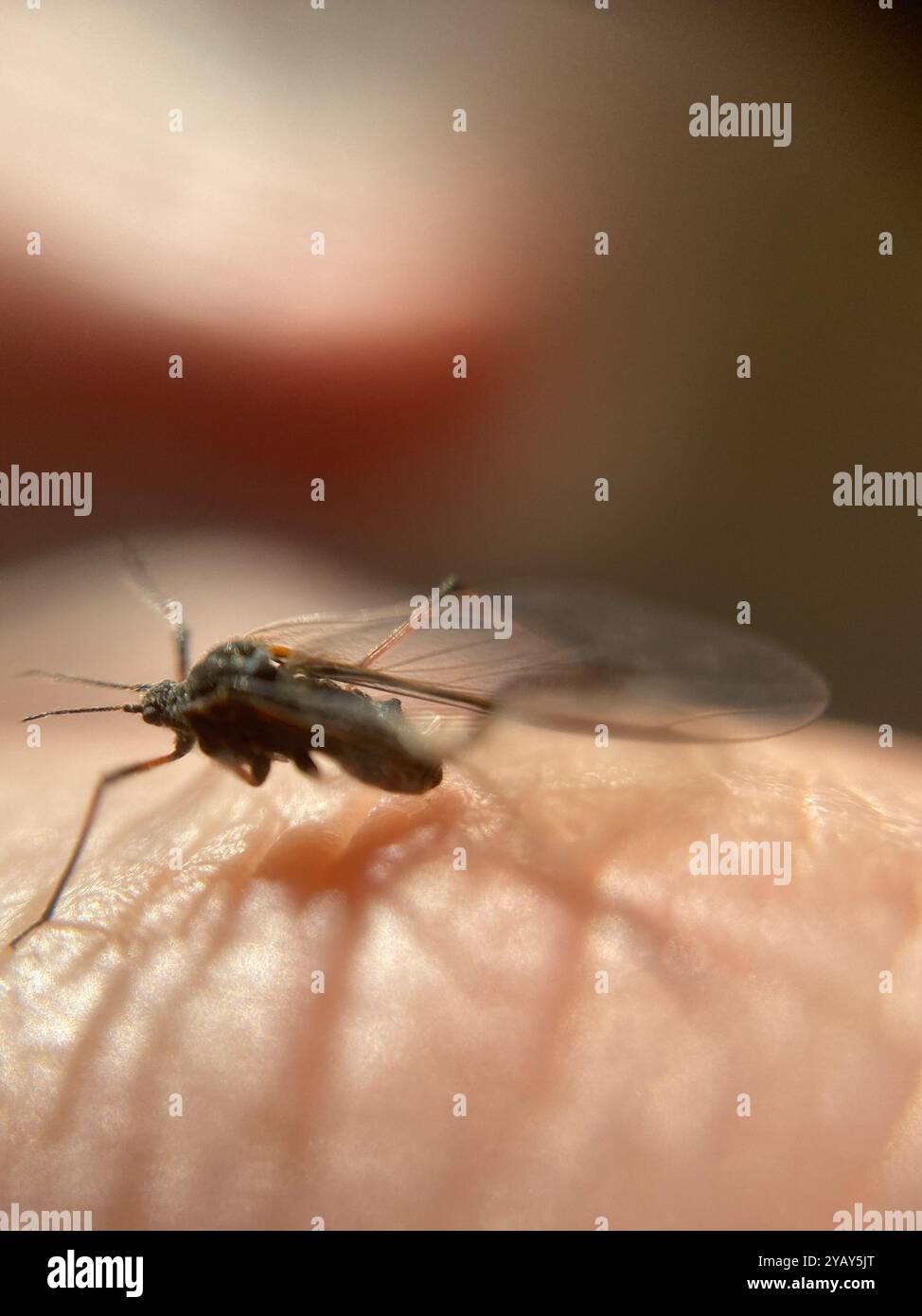 Giant Willow Aphid (Tuberolachnus salignus) Insecta Stock Photo - Alamy