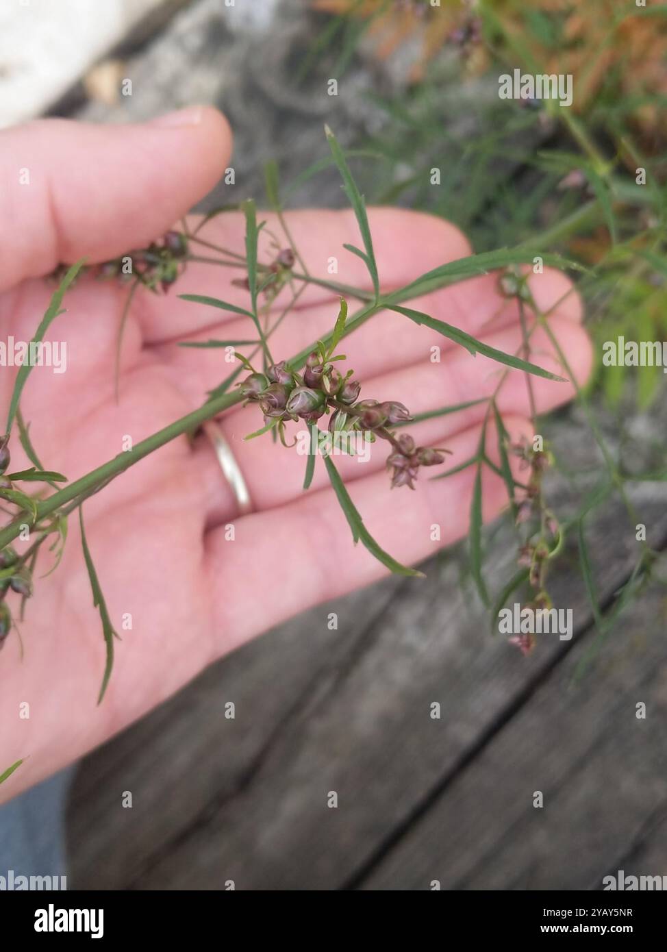 bulblet-bearing water hemlock (Cicuta bulbifera) Plantae Stock Photo ...