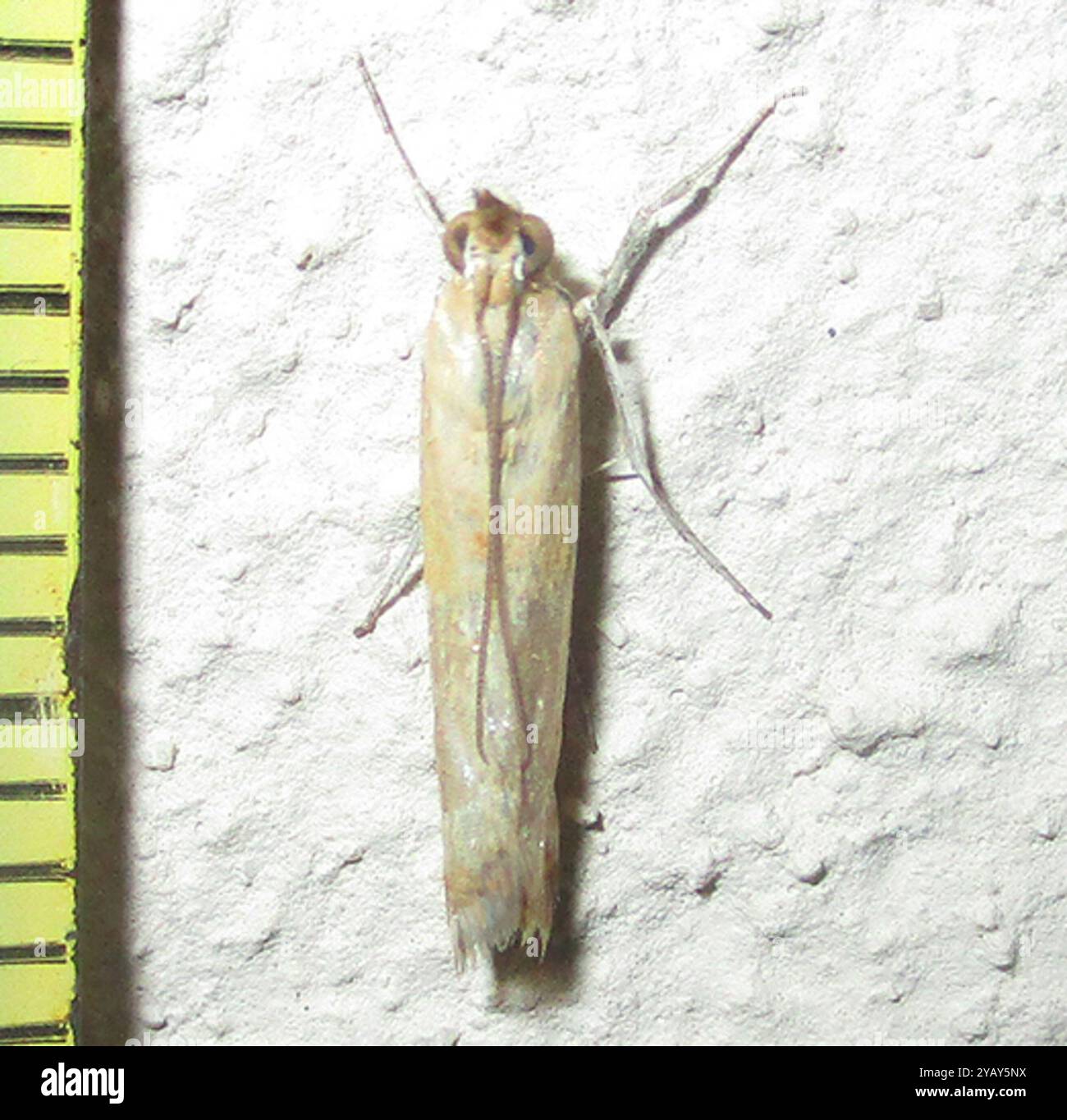 Butterflies and Moths (Lepidoptera) Insecta Stock Photo - Alamy