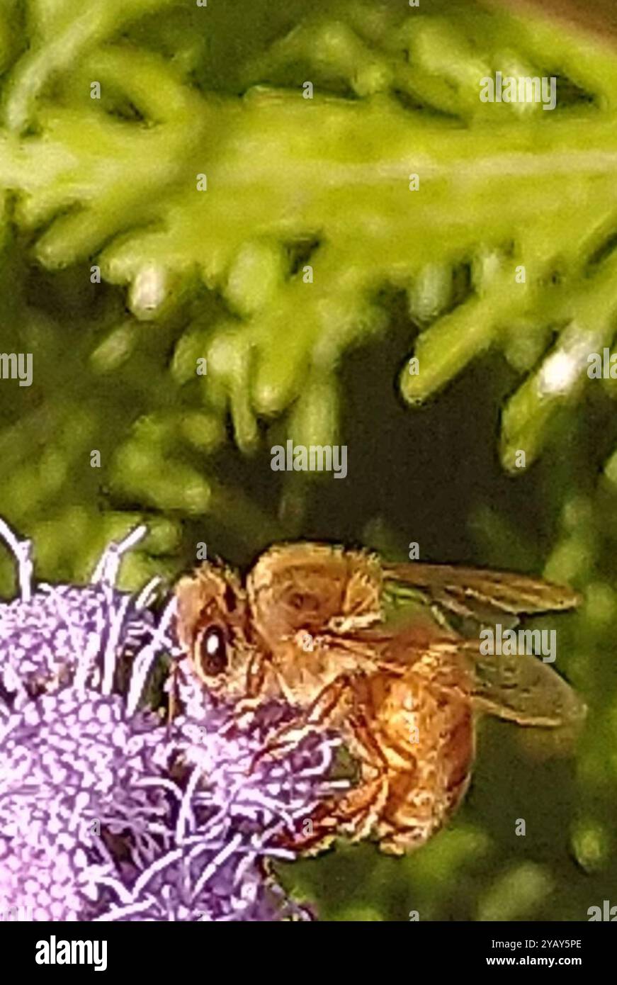 Western Honey Bee (Apis mellifera) Insecta Stock Photo - Alamy