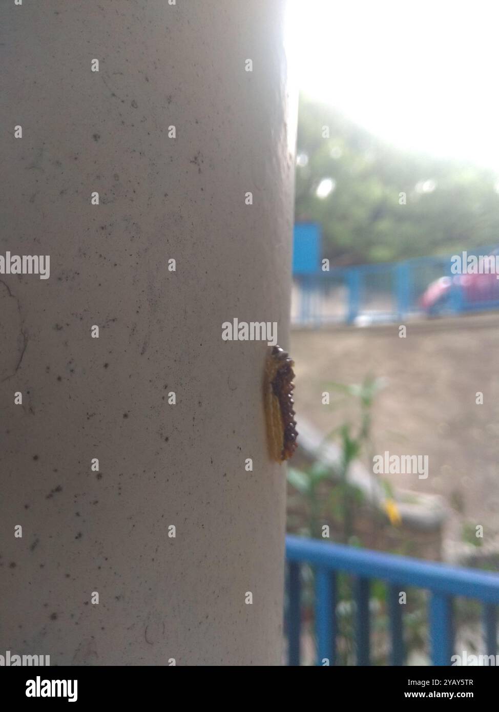 (Phauda flammans) Insecta Stock Photo - Alamy