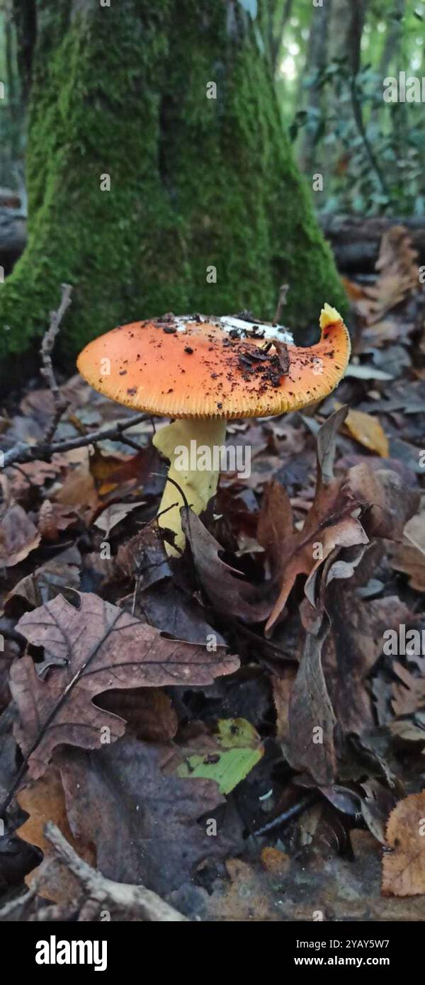 Caesar's mushroom (Amanita caesarea) Fungi Stock Photo - Alamy