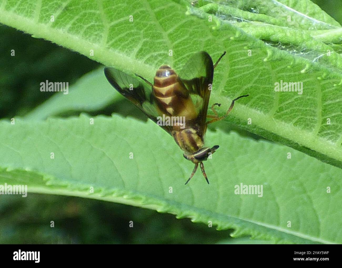 Striped Deer Fly (Chrysops vittatus) Insecta Stock Photo - Alamy
