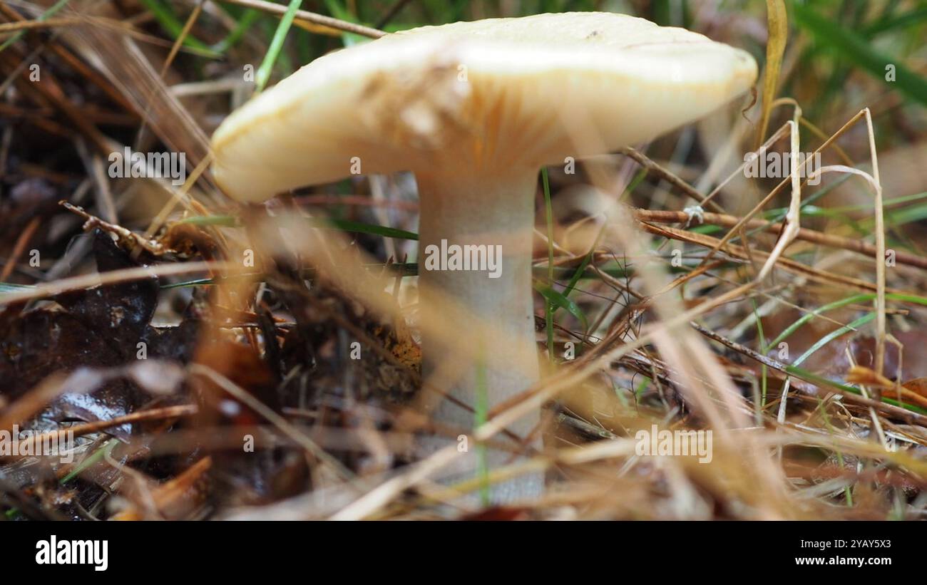 Downy milk cap (Lactarius pubescens) Fungi Stock Photo - Alamy