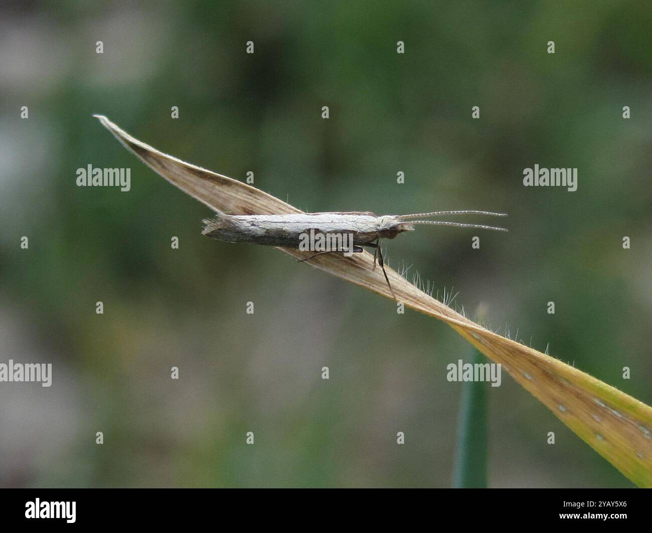 Diamondback Moth (Plutella xylostella) Insecta Stock Photo - Alamy
