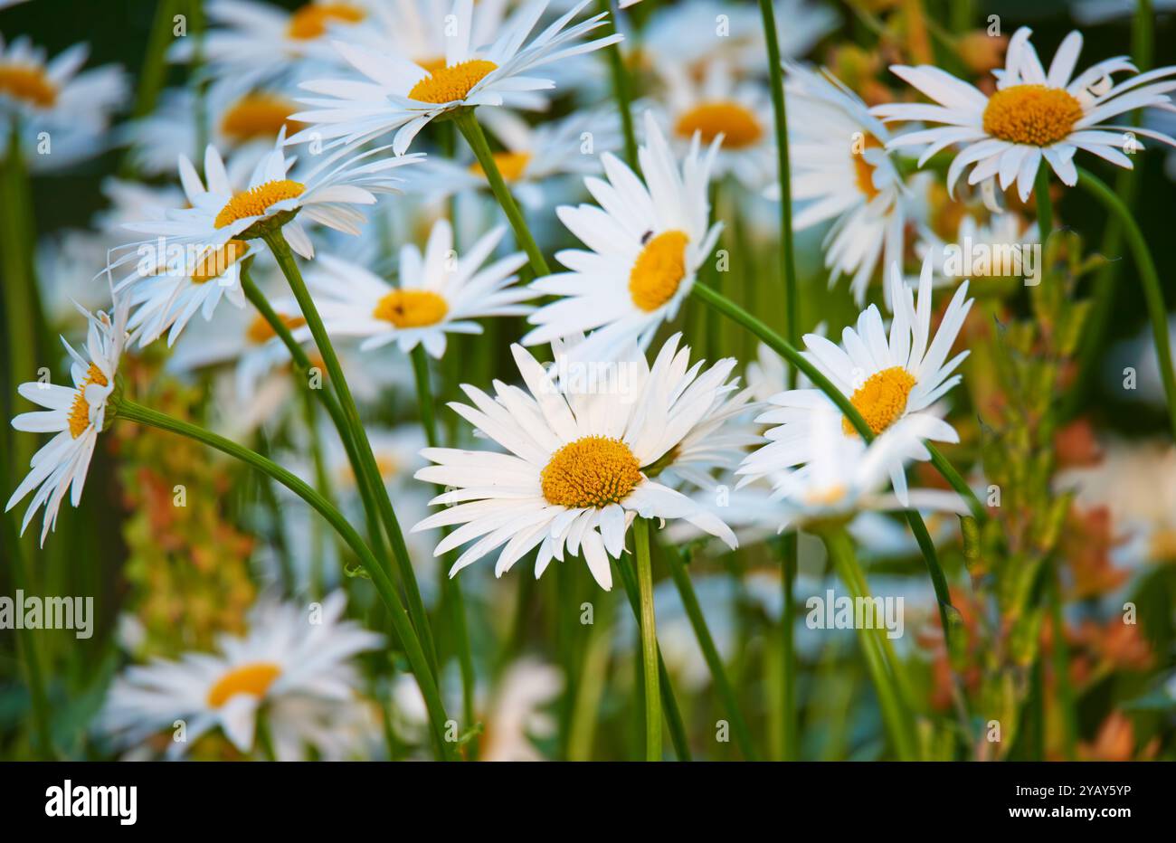 Flowers, floral and outdoor in nature, environment and eco friendly for ...