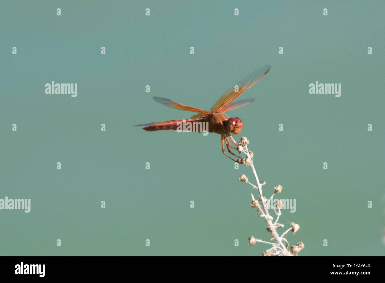 Flame Skimmer (Libellula saturata) Insecta Stock Photo - Alamy