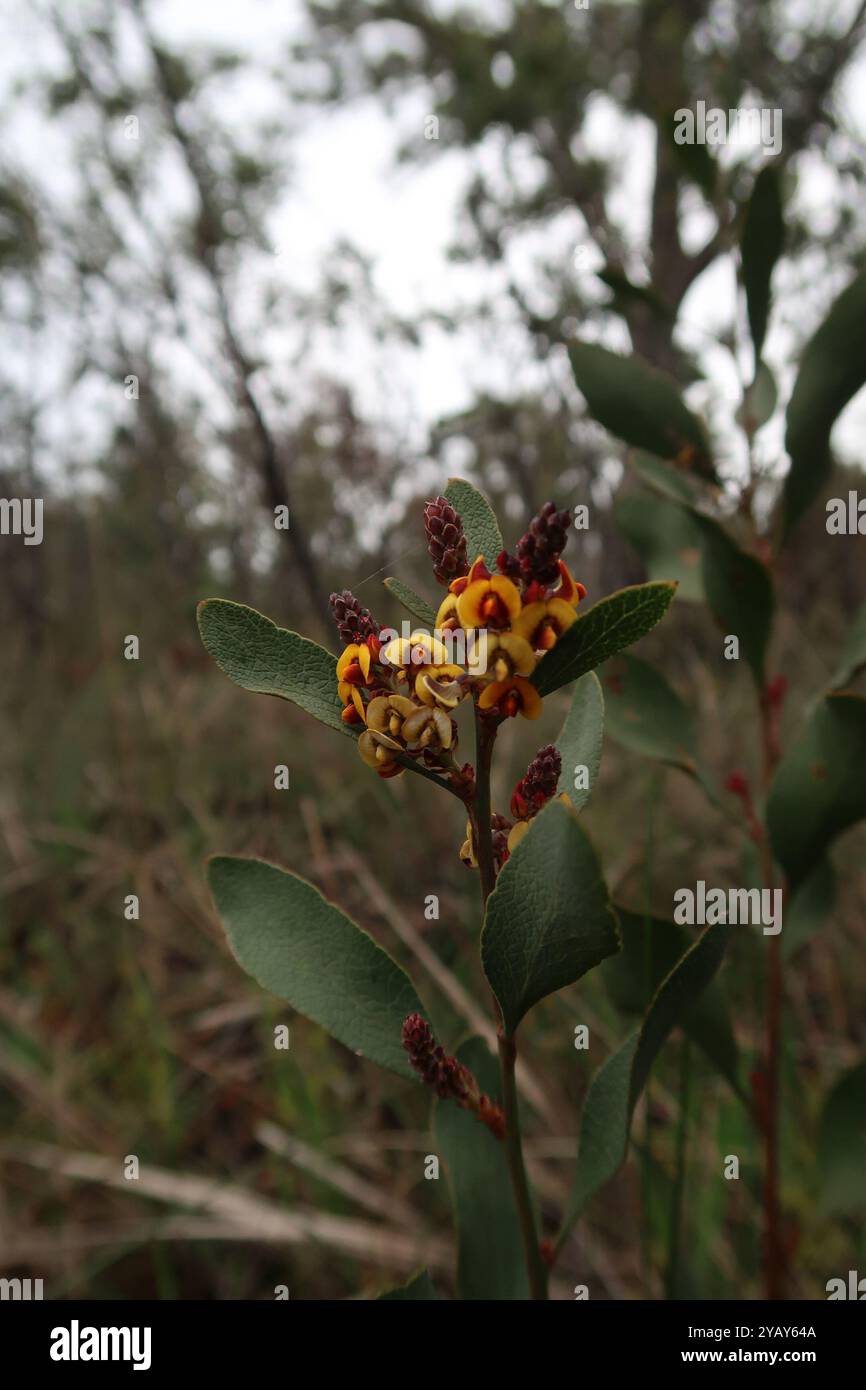 hop bitter-pea (Daviesia latifolia) Plantae Stock Photo - Alamy