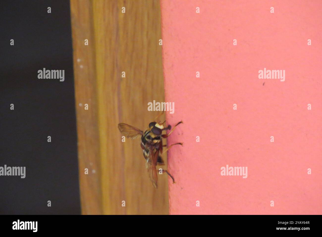 (Milesia crabroniformis) Insecta Stock Photo - Alamy