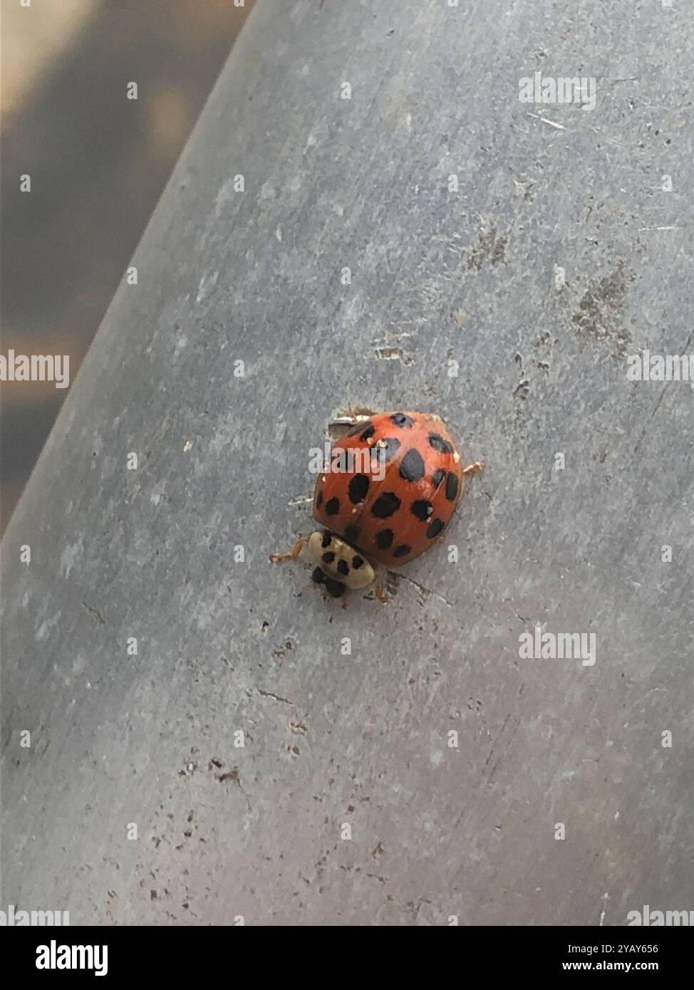 Asian Lady Beetle (Harmonia axyridis) Insecta Stock Photo - Alamy