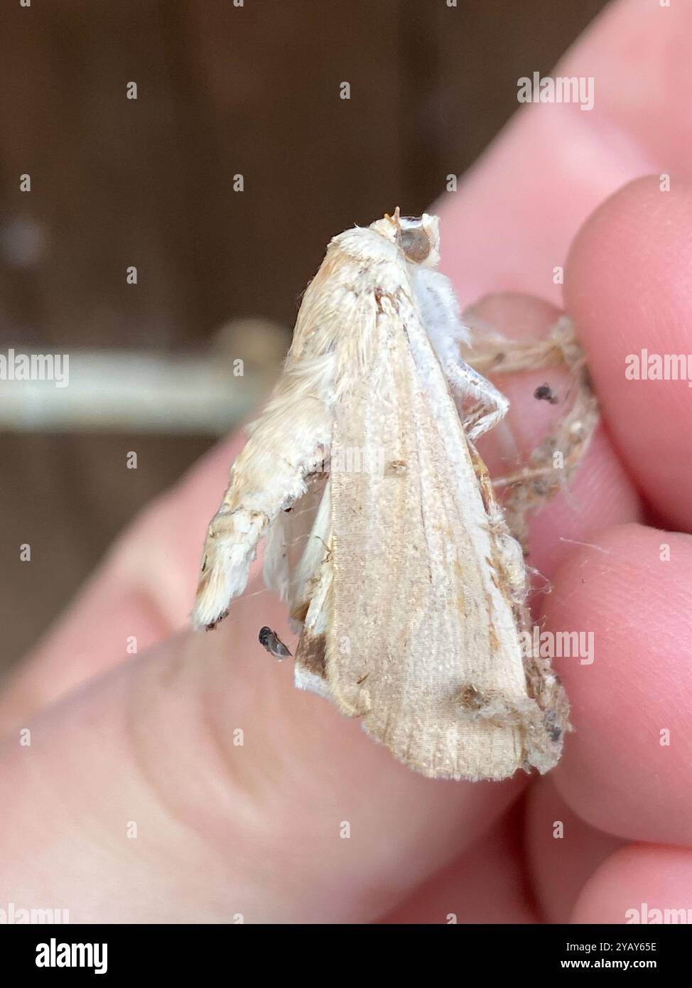 Yellow Underwings (Noctua) Insecta Stock Photo - Alamy