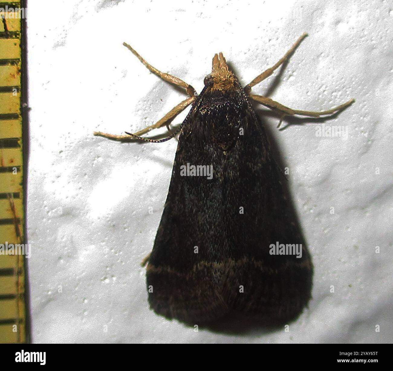 Butterflies and Moths (Lepidoptera) Insecta Stock Photo - Alamy