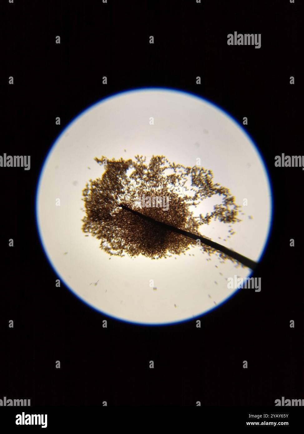 (Comatricha nigra) Protozoa Stock Photo - Alamy