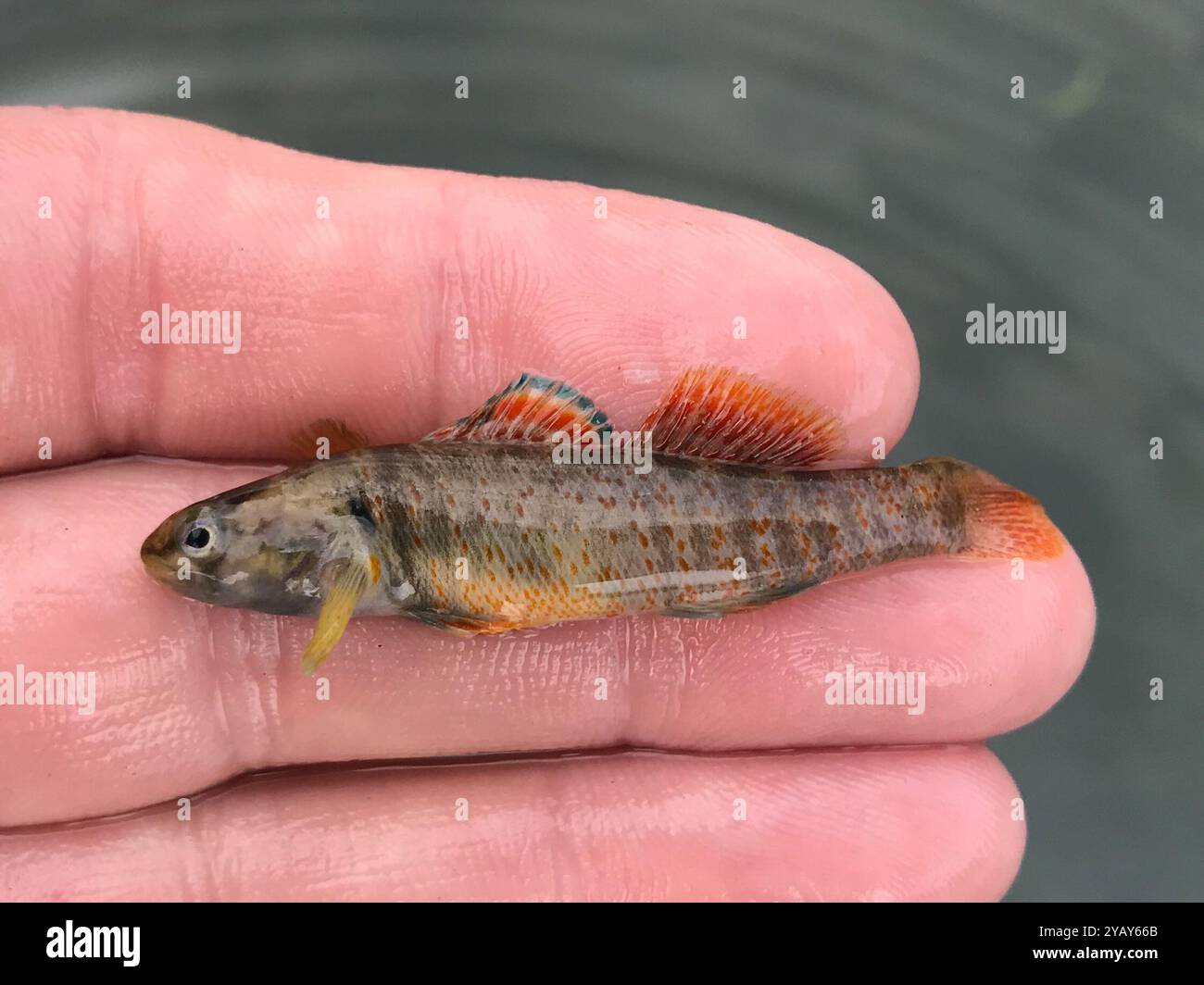 Greenthroat Darter (Etheostoma lepidum) Actinopterygii Stock Photo - Alamy