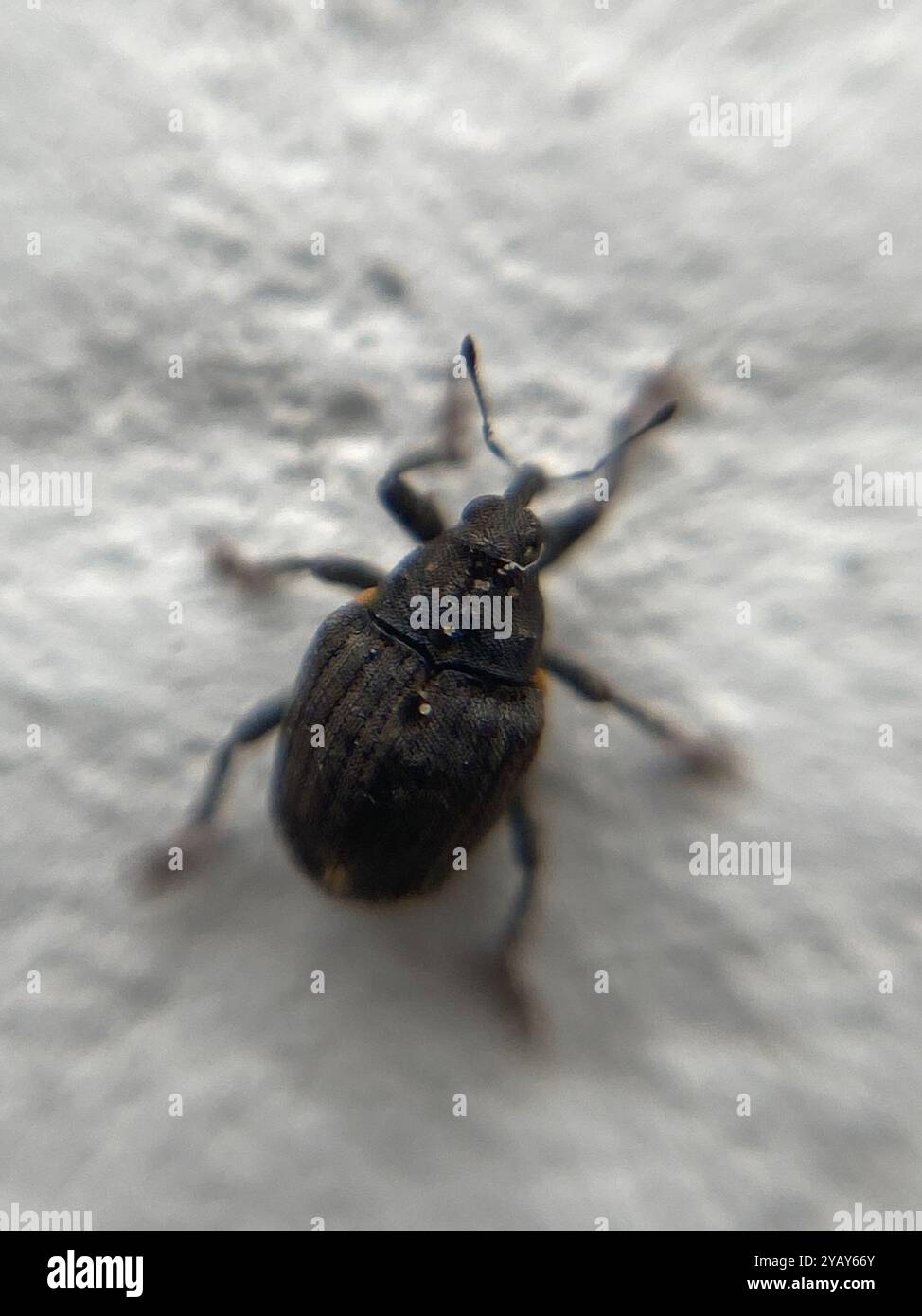 Stenocarus hi-res stock photography and images - Alamy