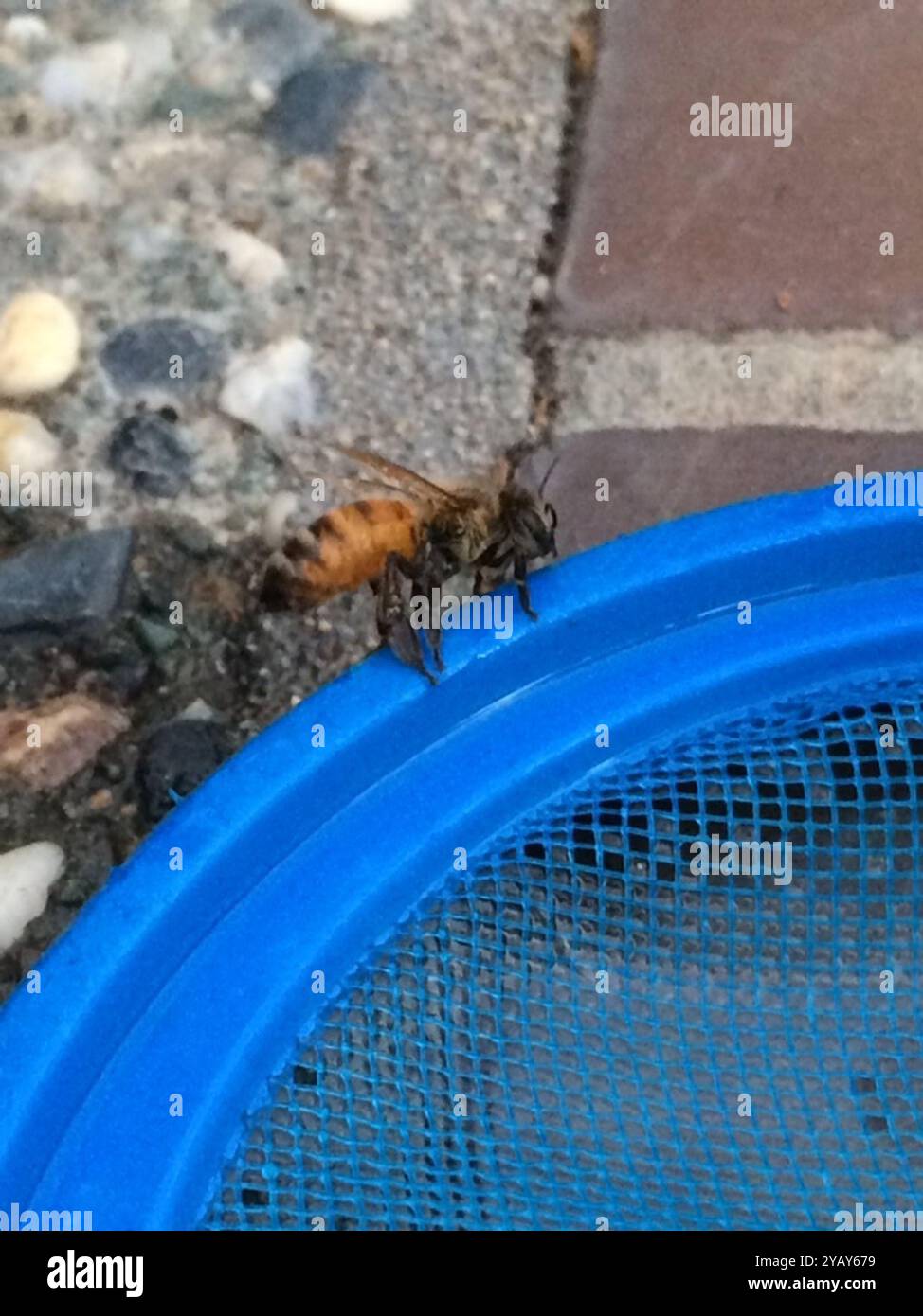 Western Honey Bee (Apis mellifera) Insecta Stock Photo - Alamy
