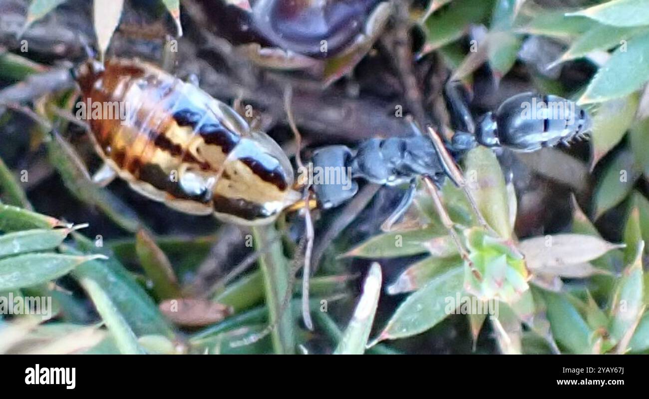 Jack jumper ant hi-res stock photography and images - Alamy