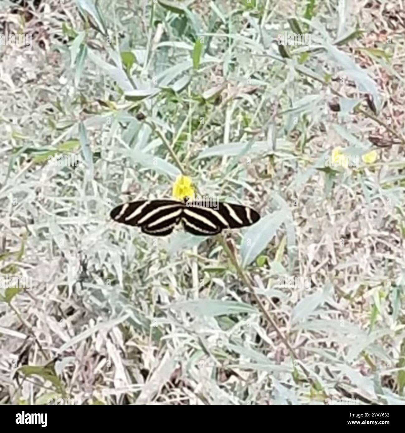 Zebra Longwing (Heliconius charithonia) Insecta Stock Photo - Alamy