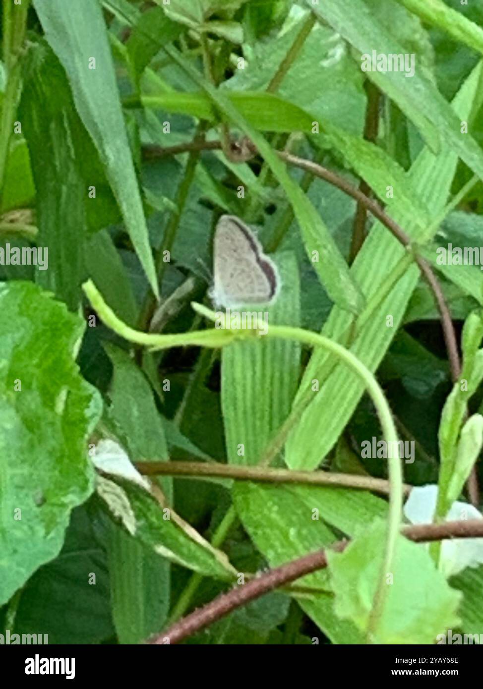Tiny Grass Blue (Zizula hylax) Insecta Stock Photo - Alamy