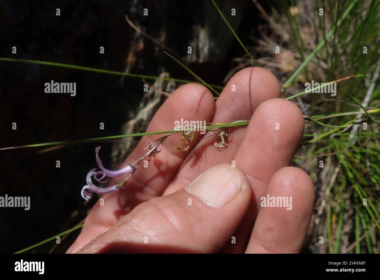 Highveld Baroe (Cyphia stenopetala) Plantae Stock Photo - Alamy