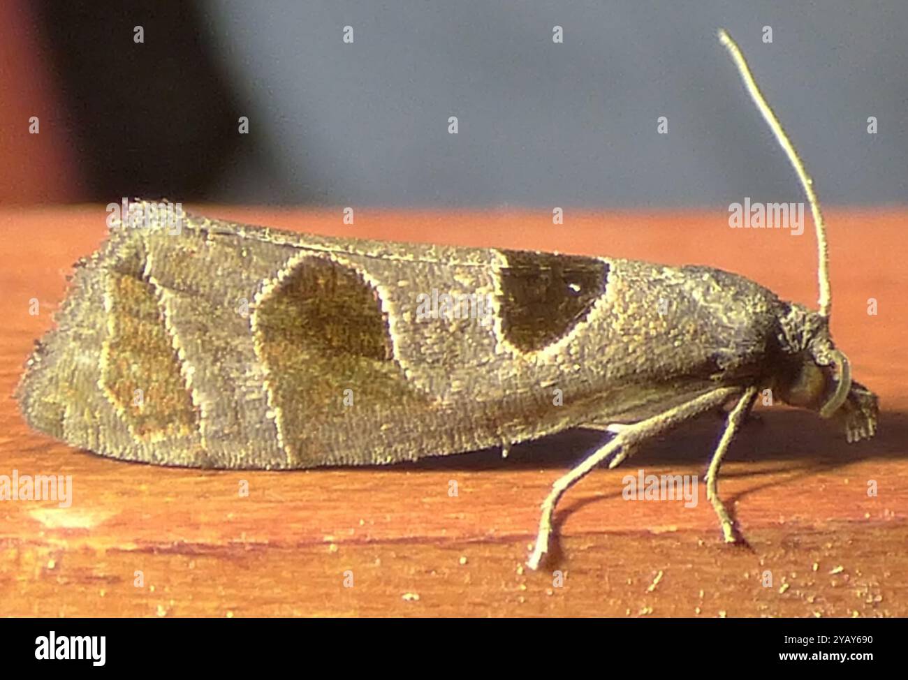 Triangle-backed Pelochrista Moth (Pelochrista dorsisignatana) Insecta ...
