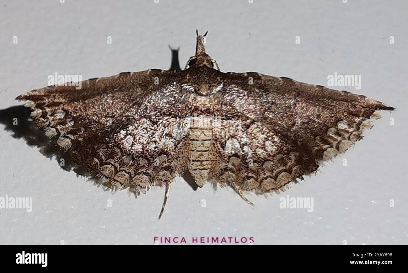 Many plumed moths hi-res stock photography and images - Alamy