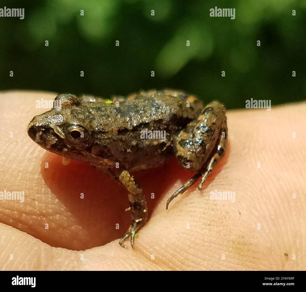 Sabinal Frog (Leptodactylus melanonotus) Amphibia Stock Photo - Alamy