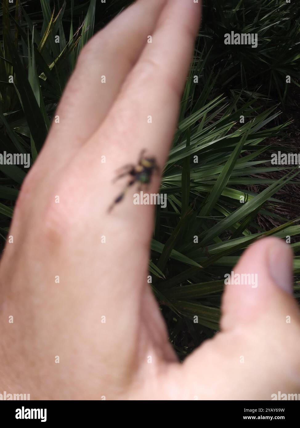 canopy jumping spider (Phidippus otiosus) Arachnida Stock Photo - Alamy