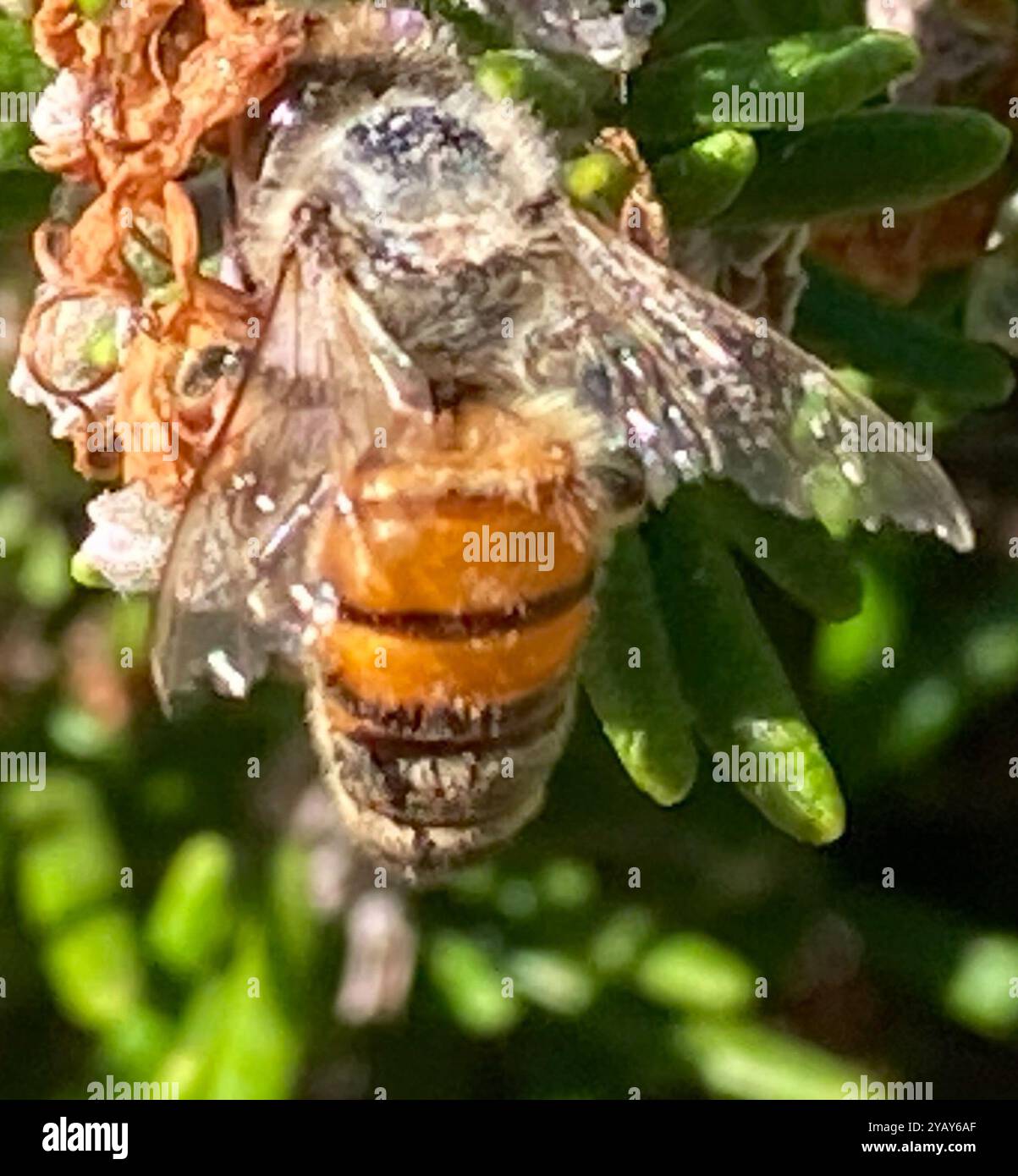 Western Honey Bee (Apis mellifera) Insecta Stock Photo - Alamy