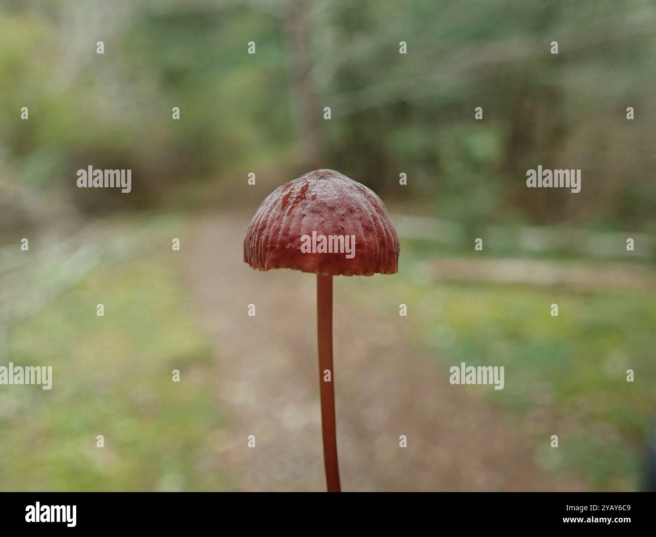 red pinwheel (Marasmius plicatulus) Fungi Stock Photo - Alamy