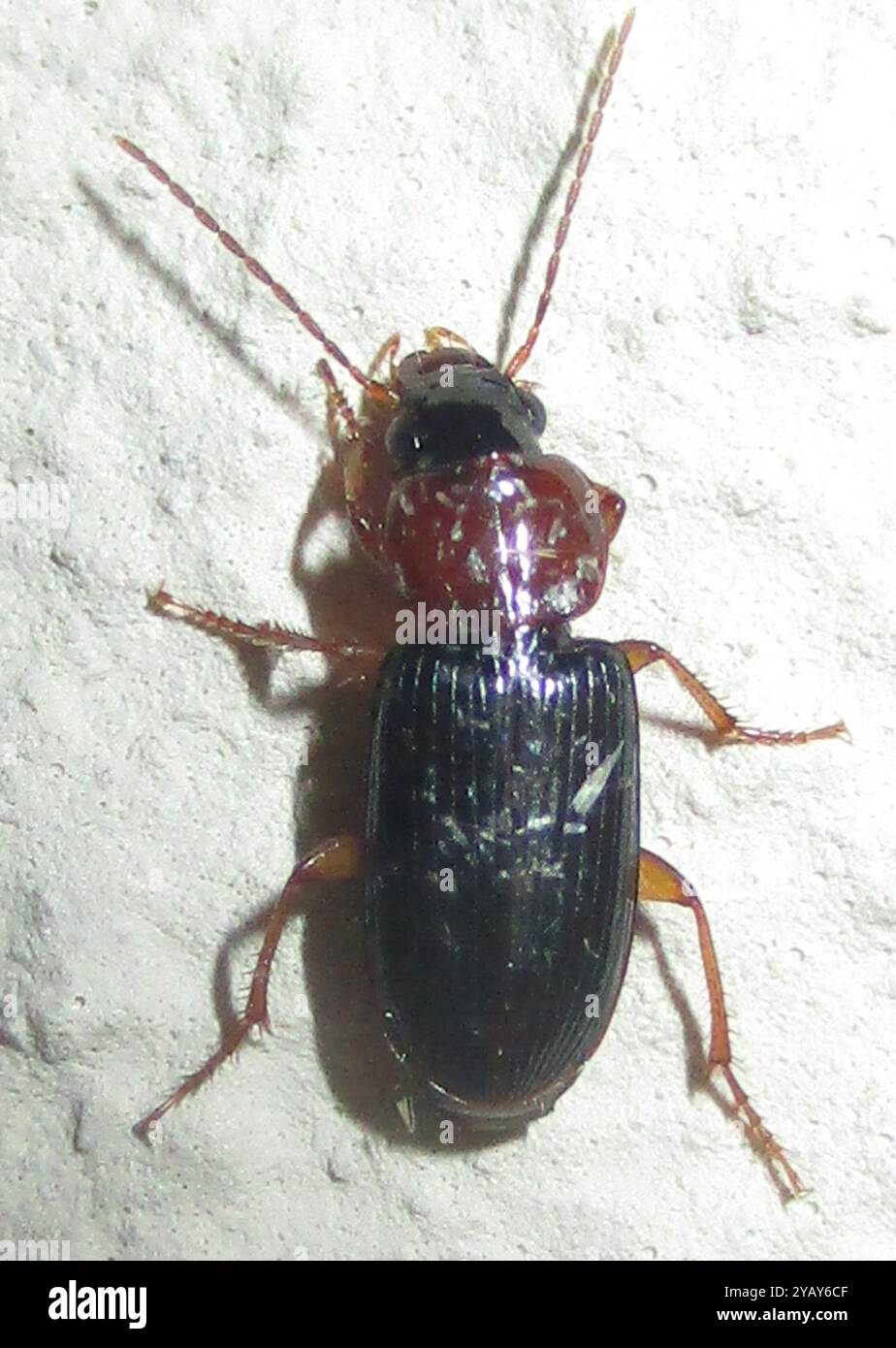 (Stenolophus alacris) Insecta Stock Photo - Alamy