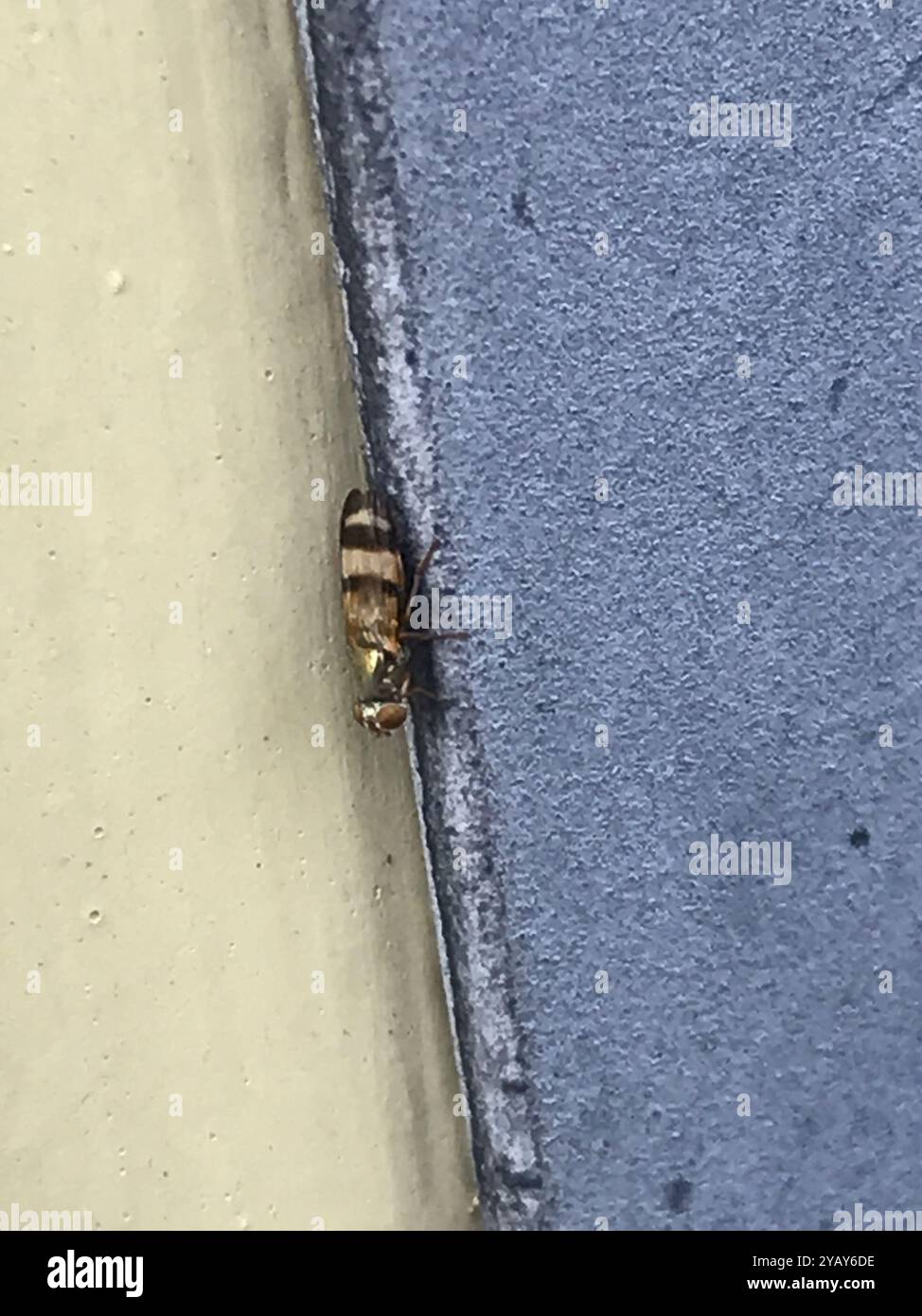 Banded-wing Flies (Chaetopsis) Insecta Stock Photo - Alamy