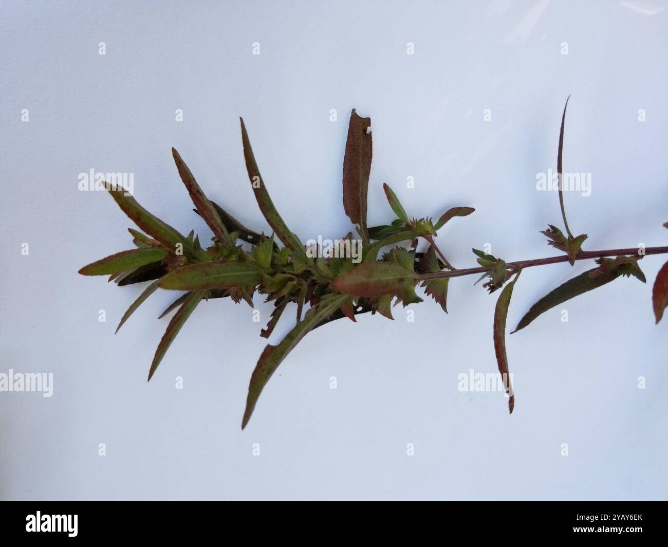 Slender Three-seeded Mercury (Acalypha gracilens) Plantae Stock Photo ...