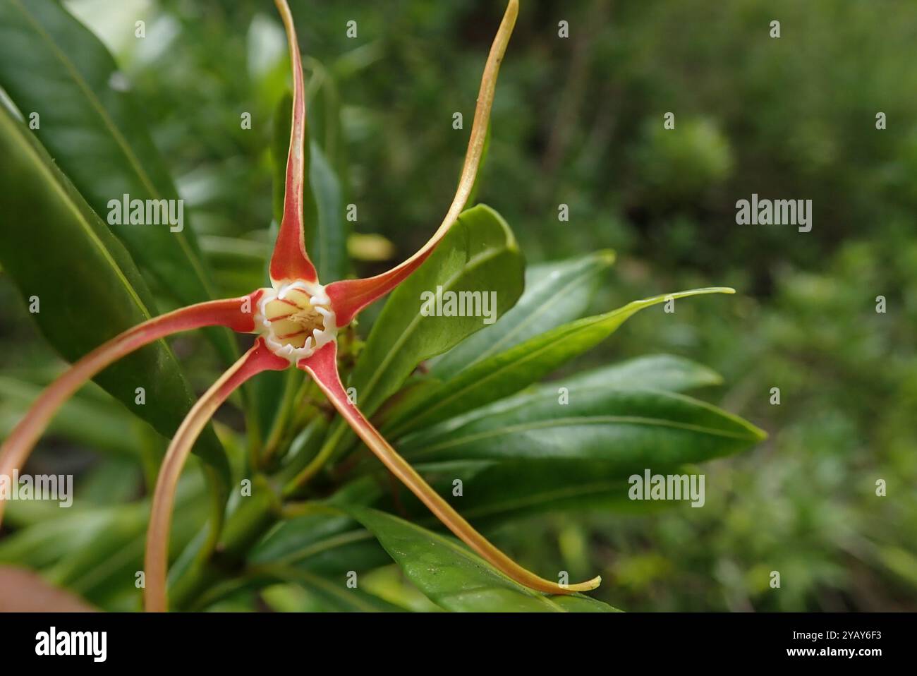 Common Poisonrope (Strophanthus speciosus) Plantae Stock Photo - Alamy